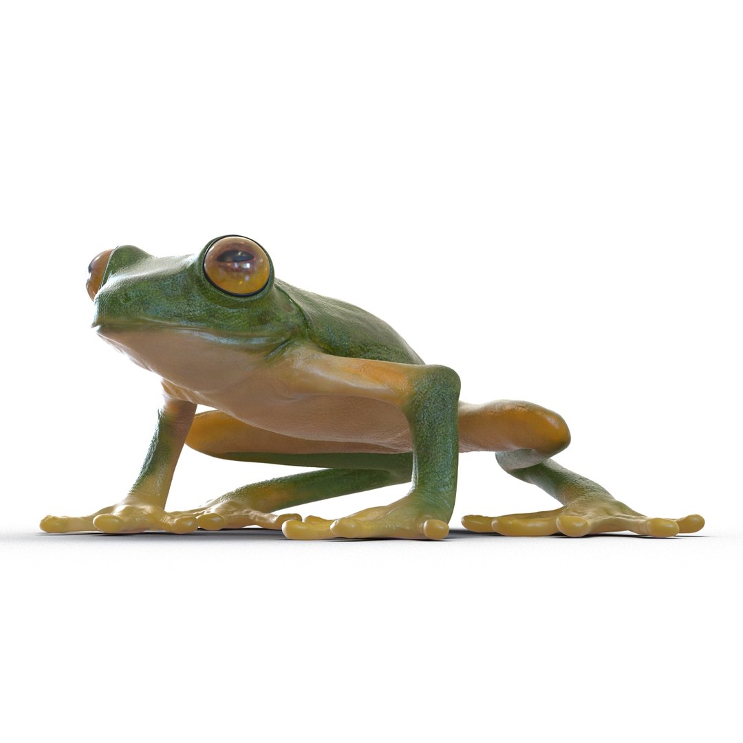 3d tree frog rigged model