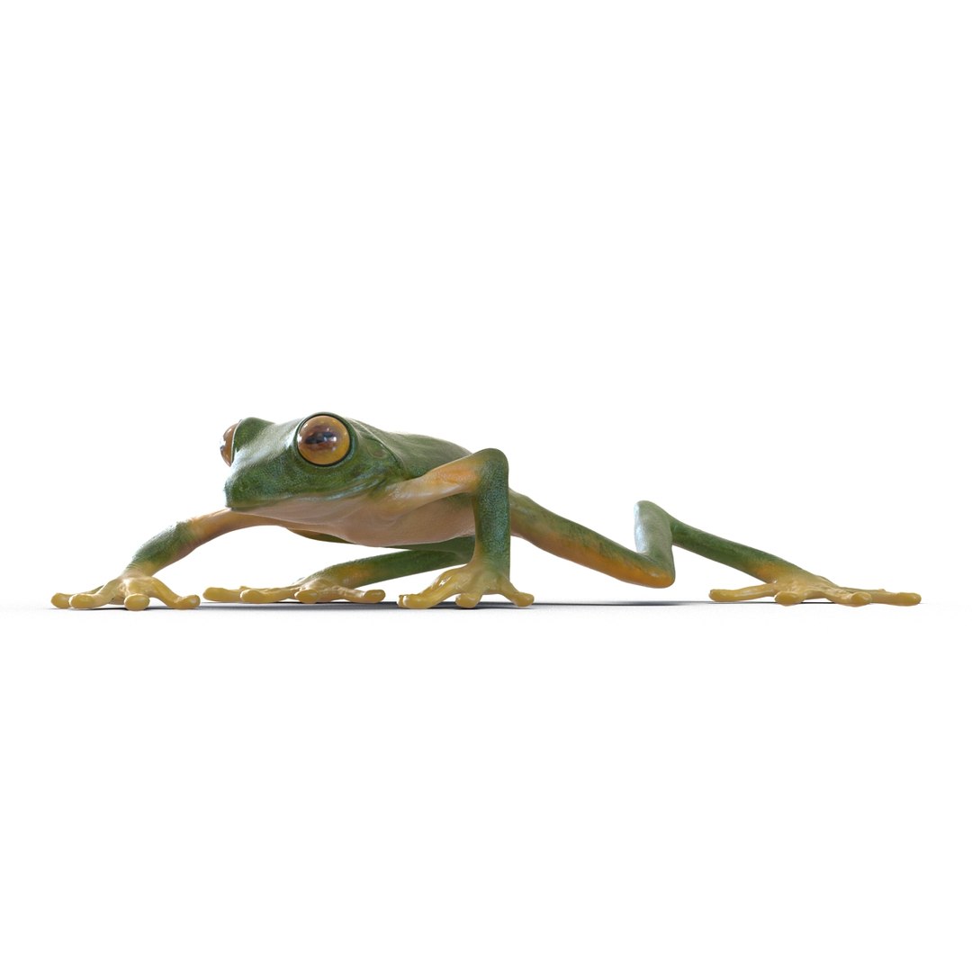 3d tree frog rigged model