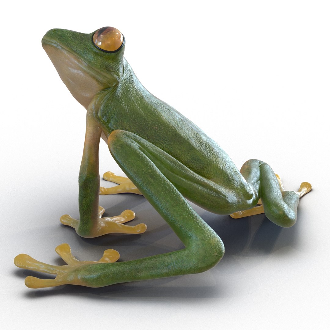 3d tree frog rigged model
