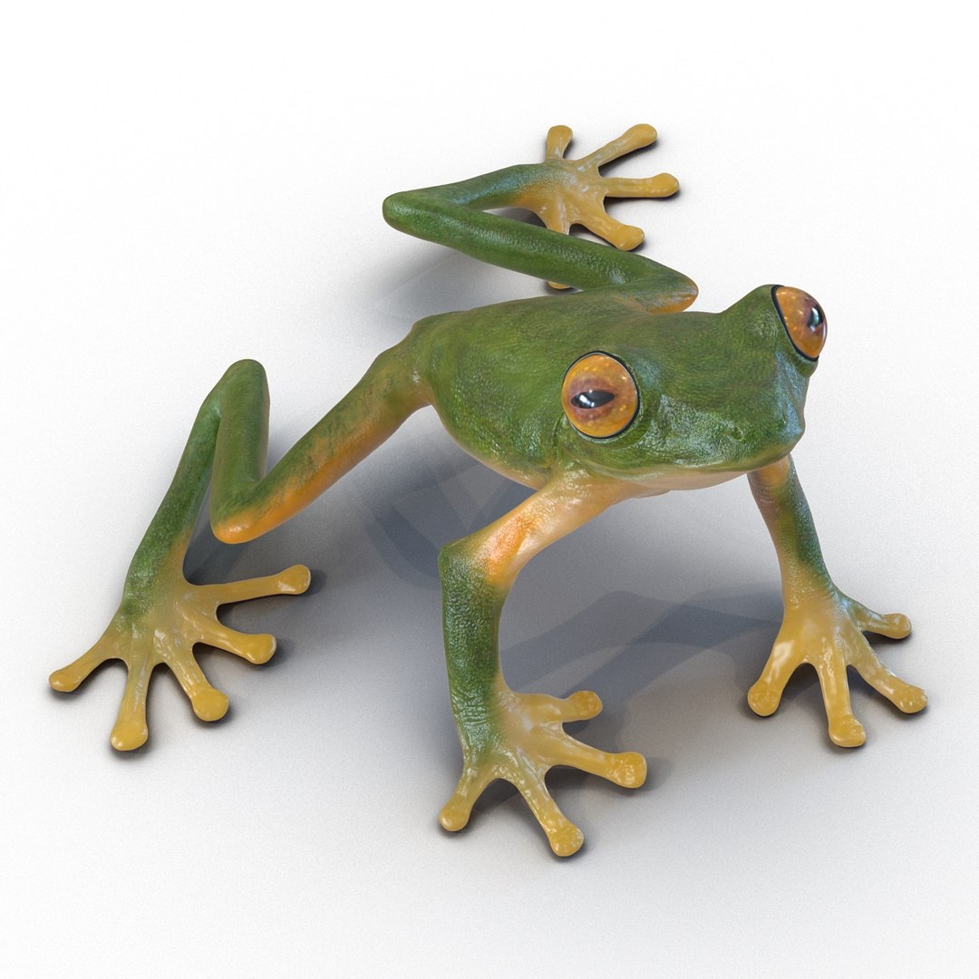 3d tree frog rigged model