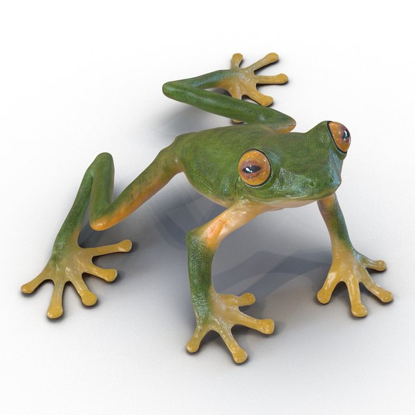3d tree frog rigged model