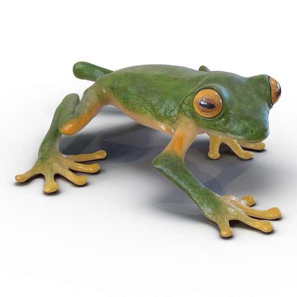 3d tree frog rigged model