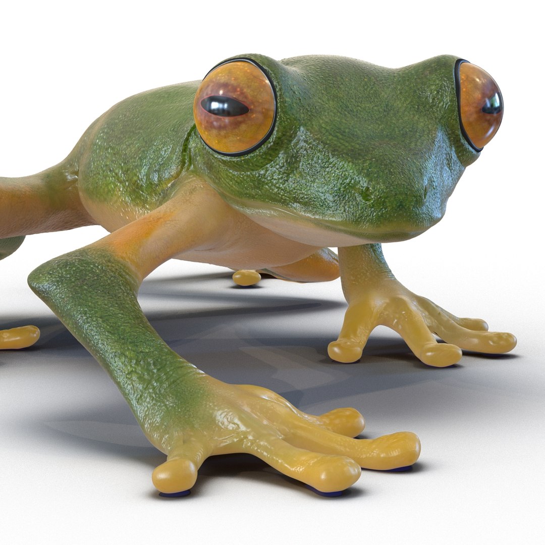3d Tree Frog Rigged Model