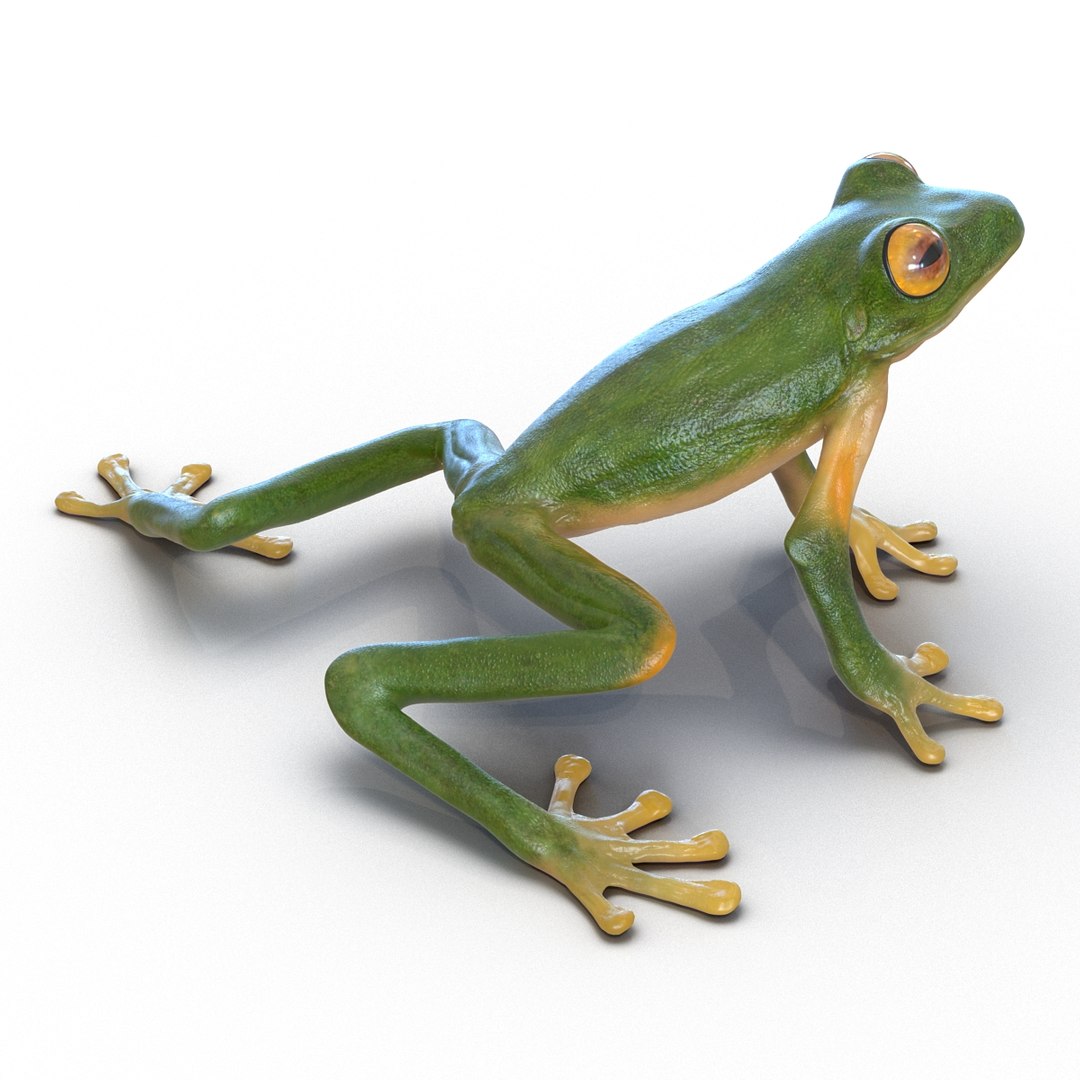 3d tree frog rigged model
