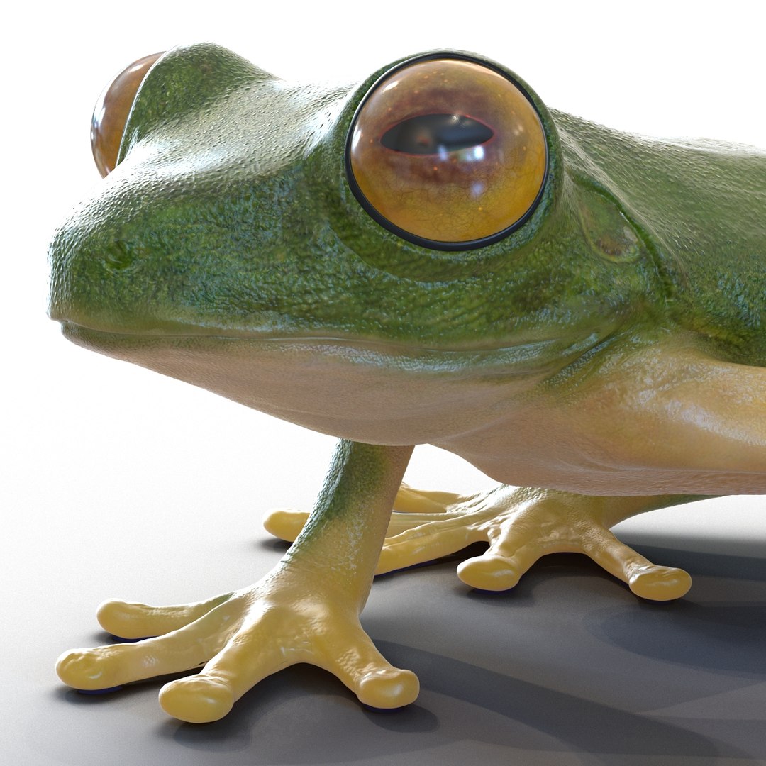 3d Tree Frog Rigged Model