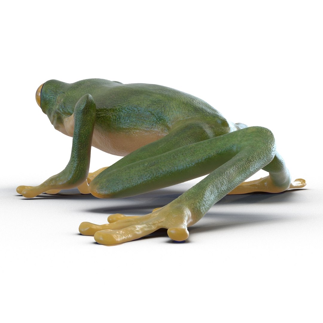 3d tree frog rigged model