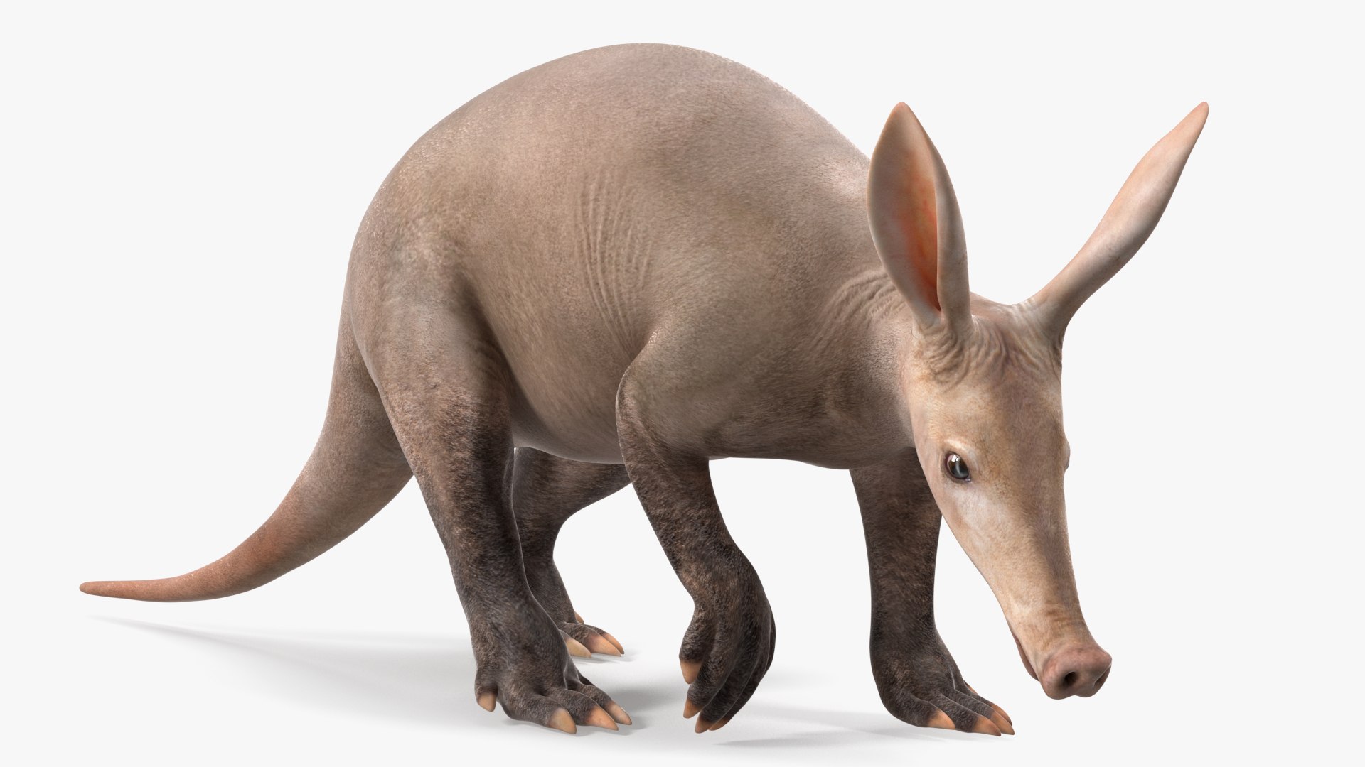 3D Mammal Aardvark Walking Pose - TurboSquid 2180381