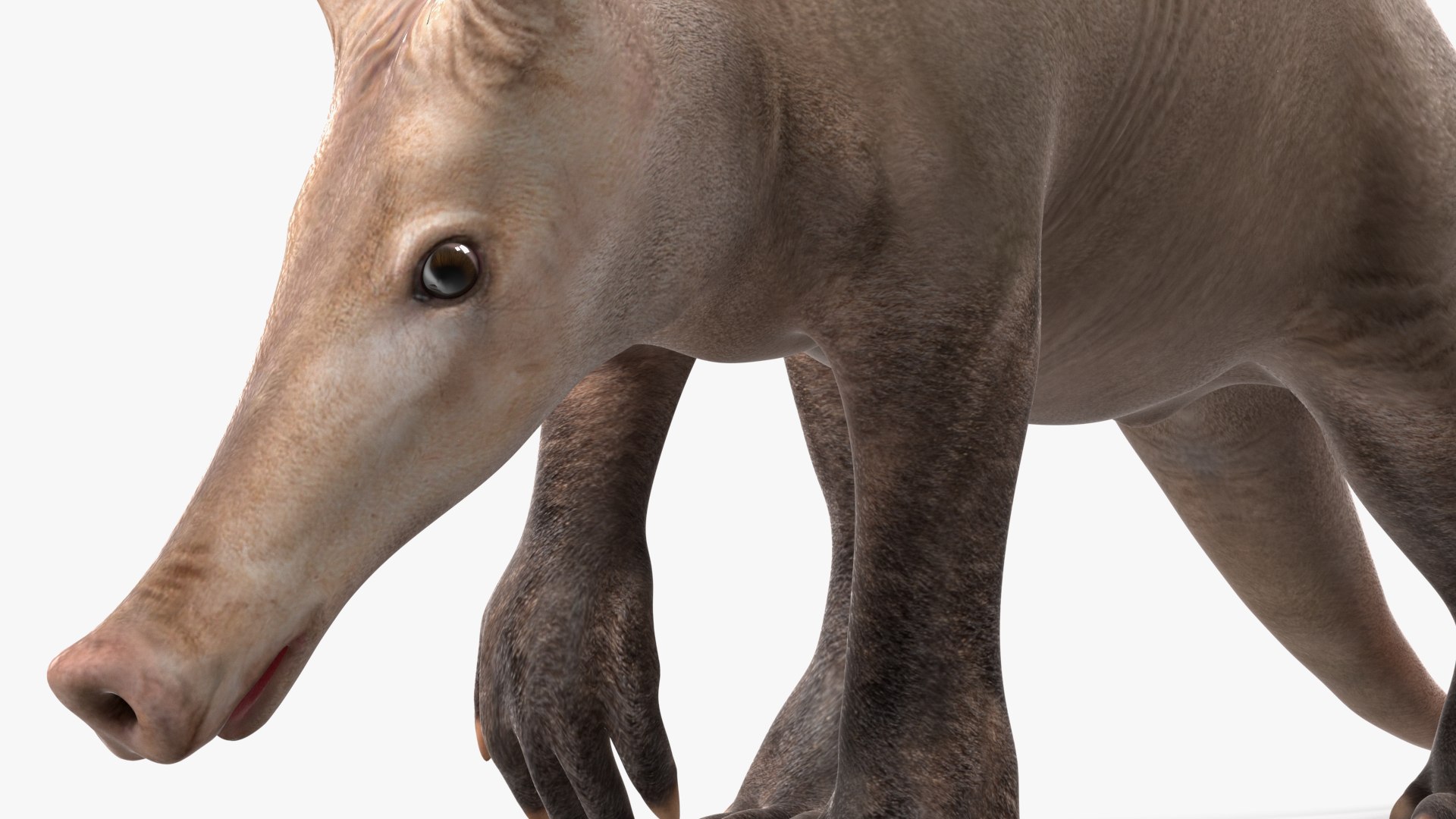 3D Mammal Aardvark Walking Pose - TurboSquid 2180381