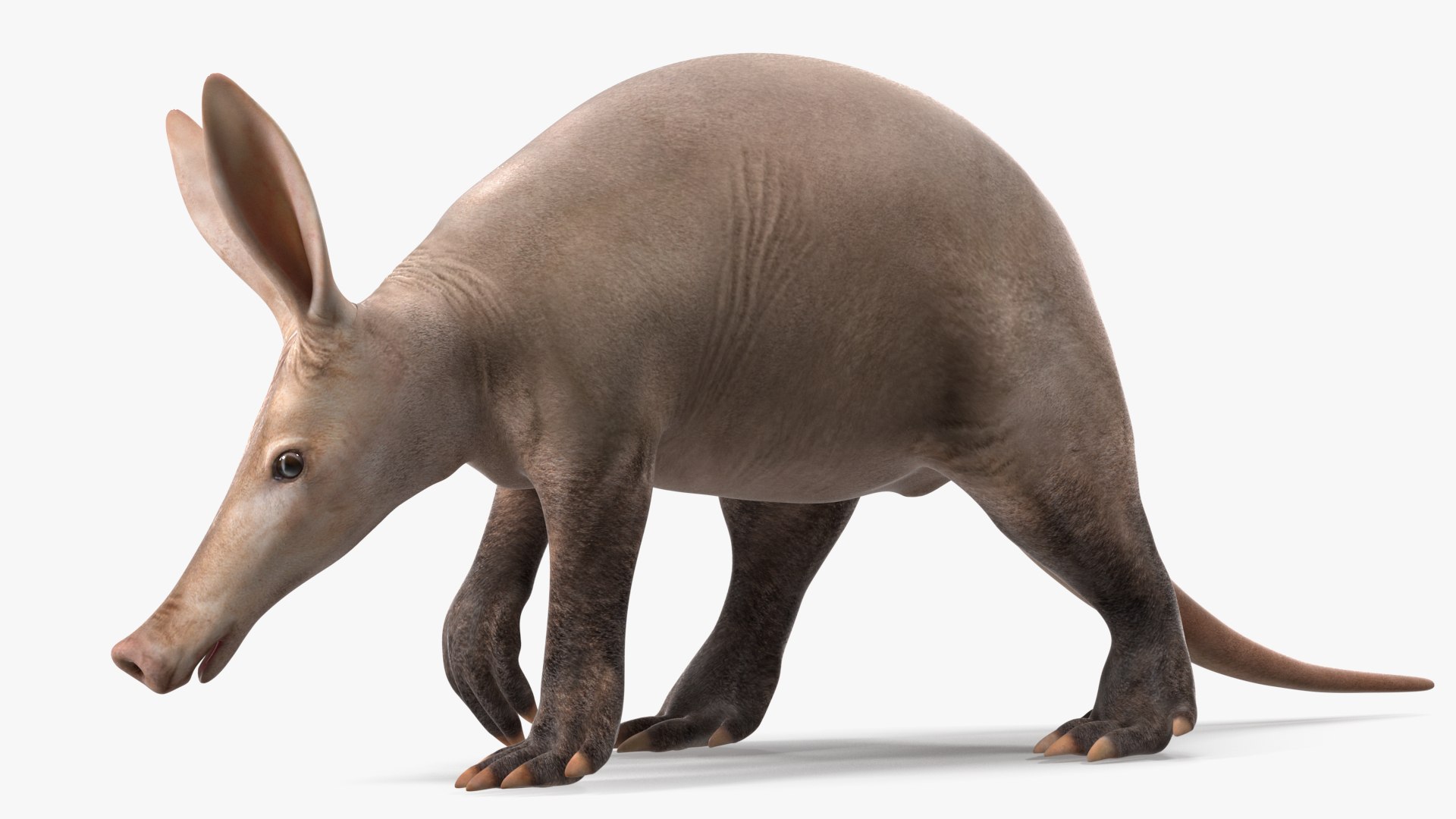 3D Mammal Aardvark Walking Pose - TurboSquid 2180381