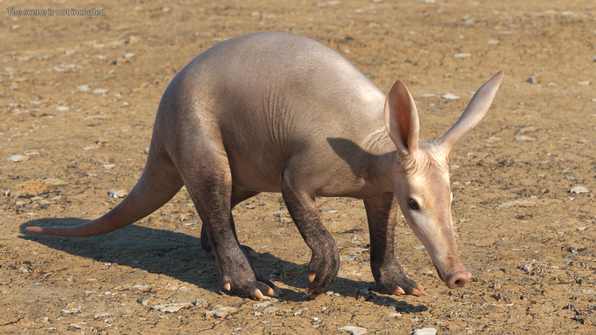 3D Mammal Aardvark Walking Pose - TurboSquid 2180381