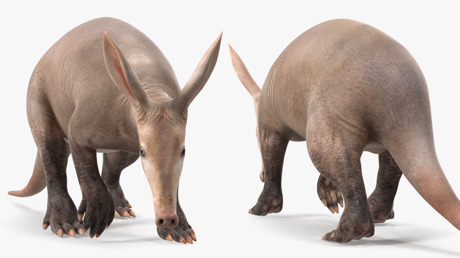 3D Mammal Aardvark Walking Pose - TurboSquid 2180381