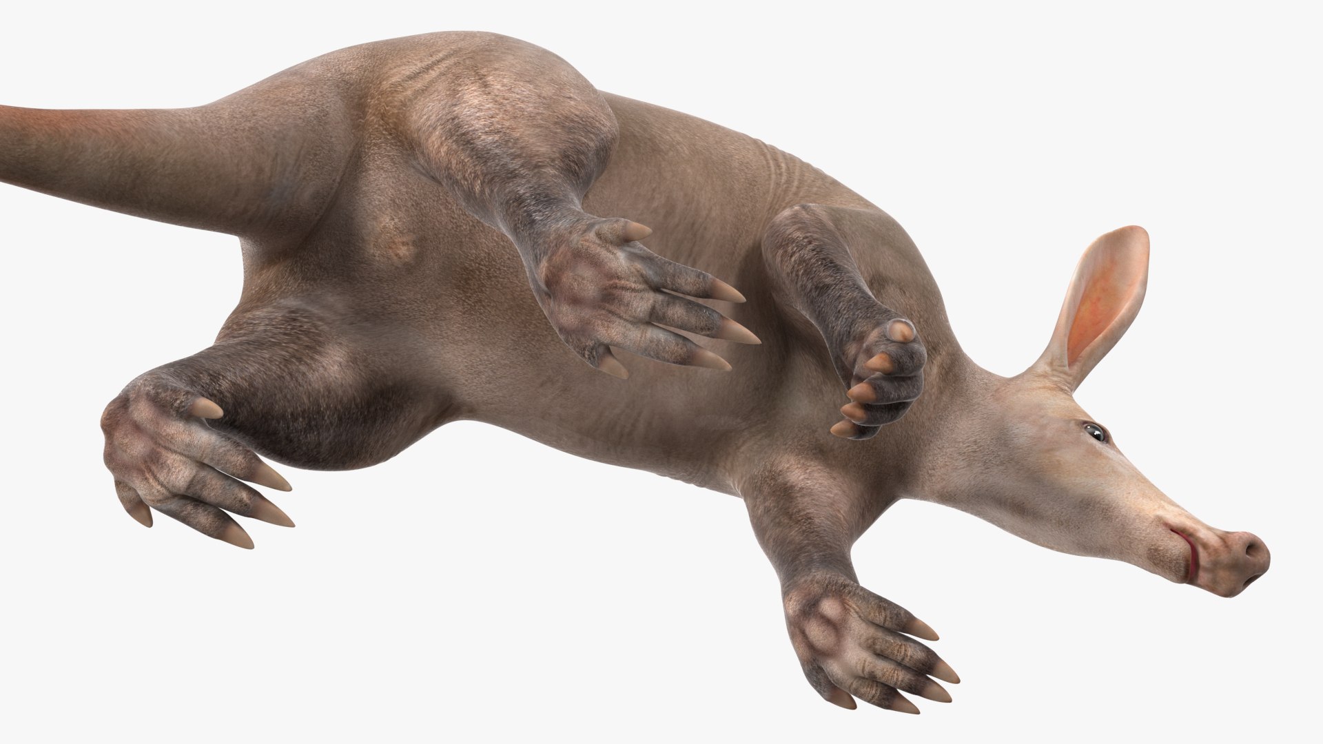 3D Mammal Aardvark Walking Pose - TurboSquid 2180381
