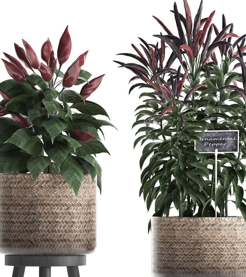Decorative Plants Kitchen Pepper 3D Model - TurboSquid 1487941