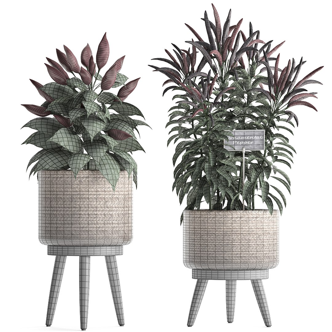 Decorative Plants Kitchen Pepper 3D Model - TurboSquid 1487941