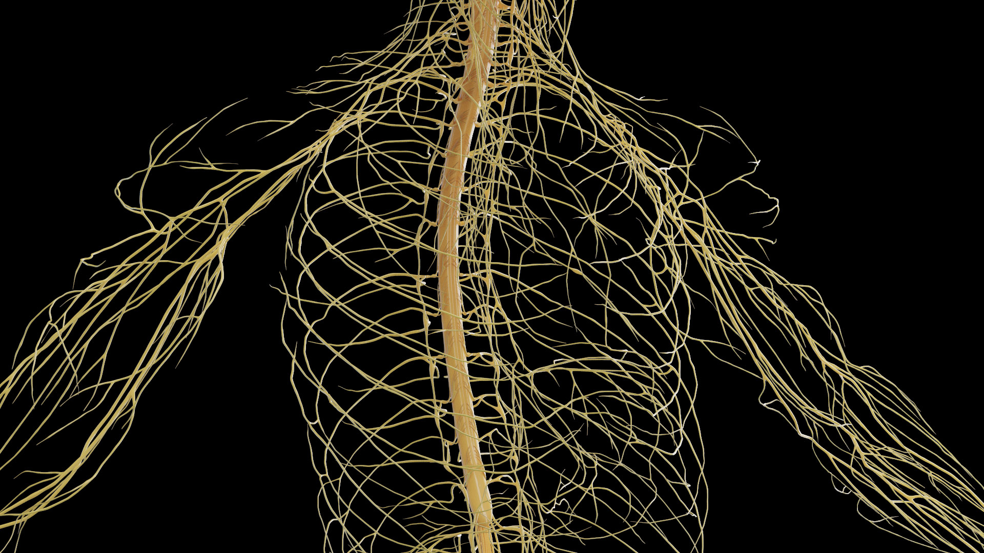 Human Male Nervous System Static 3D Model - TurboSquid 2050071