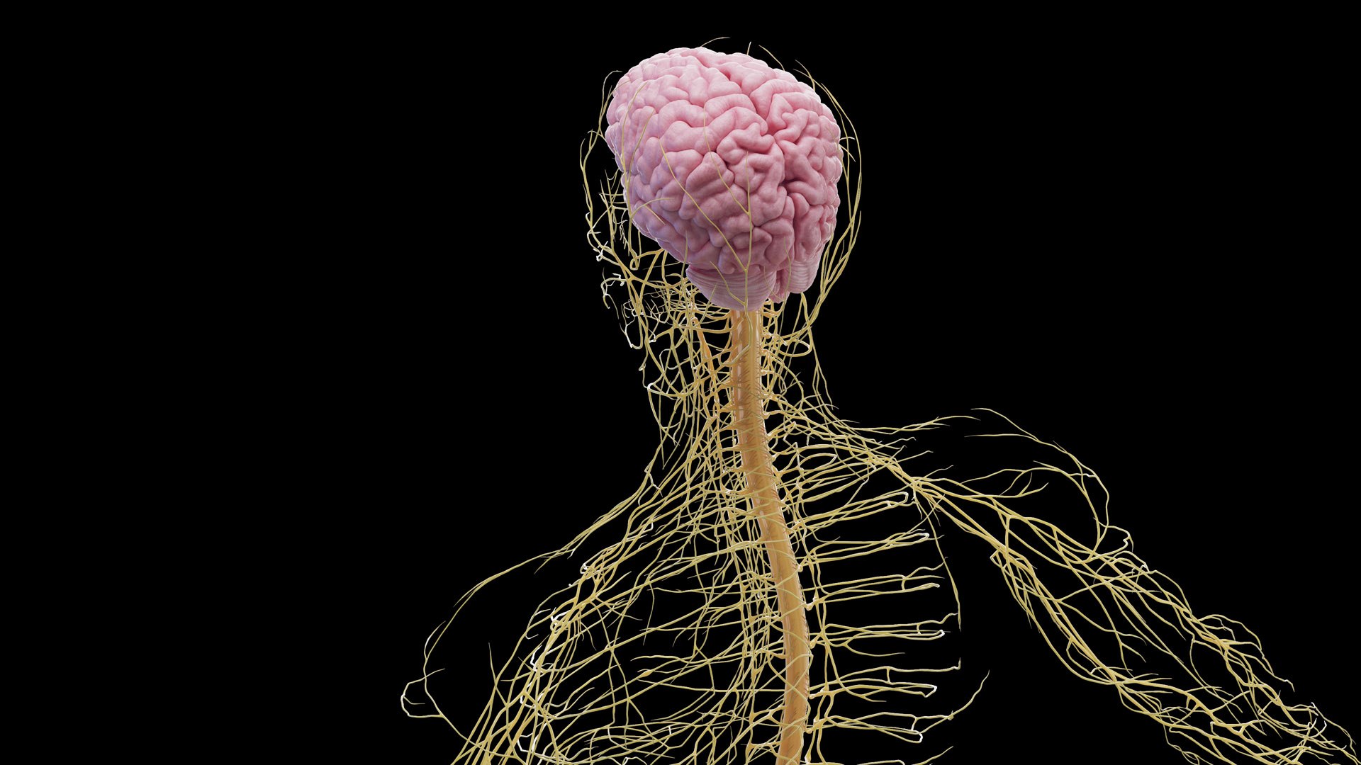 Human Male Nervous System Static 3D Model - TurboSquid 2050071