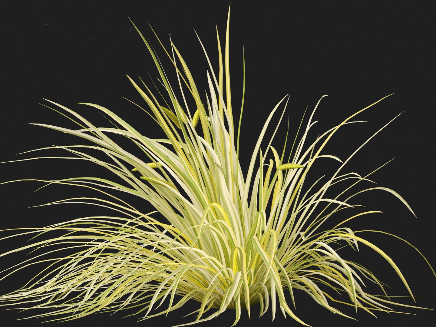 Acorus Gramineus - Grassy-leaved Sweet Flag 3D - TurboSquid 2148200