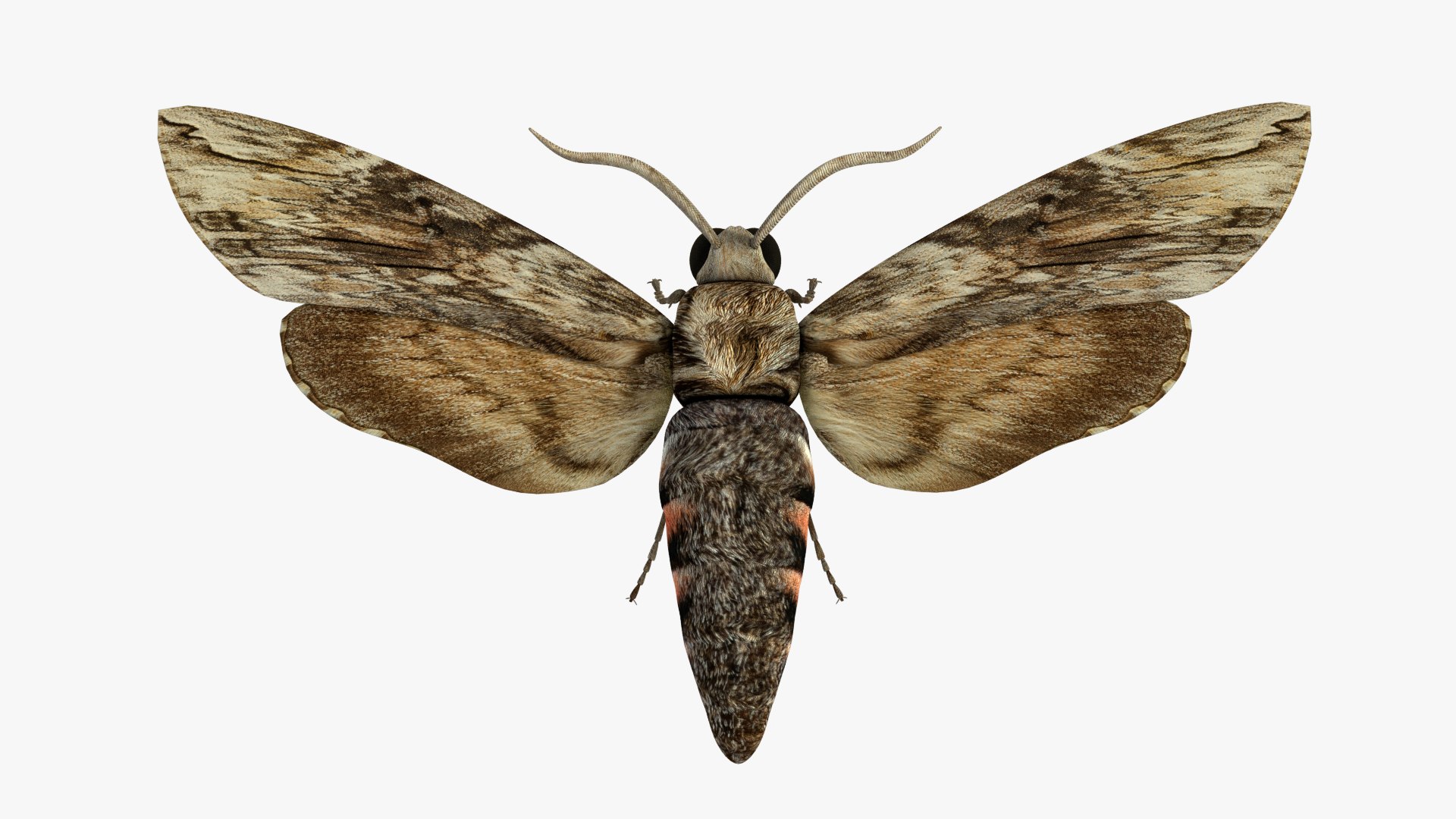 3D MOTH Model - TurboSquid 1880156