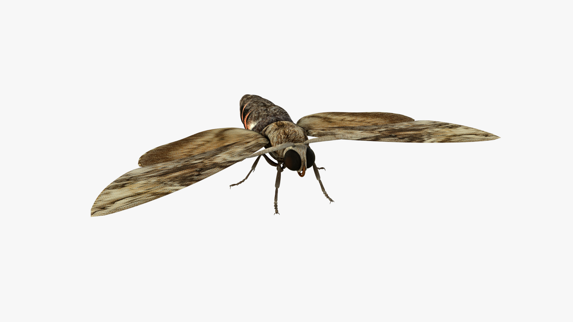 3D MOTH Model - TurboSquid 1880156