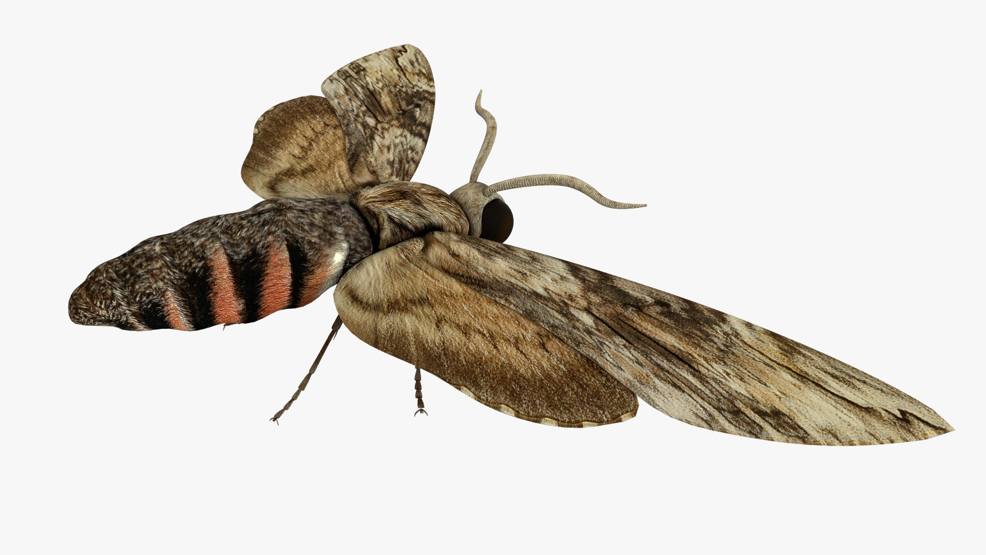 3D MOTH Model - TurboSquid 1880156