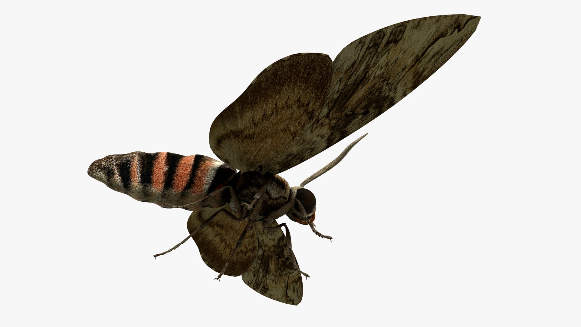 3D MOTH Model - TurboSquid 1880156
