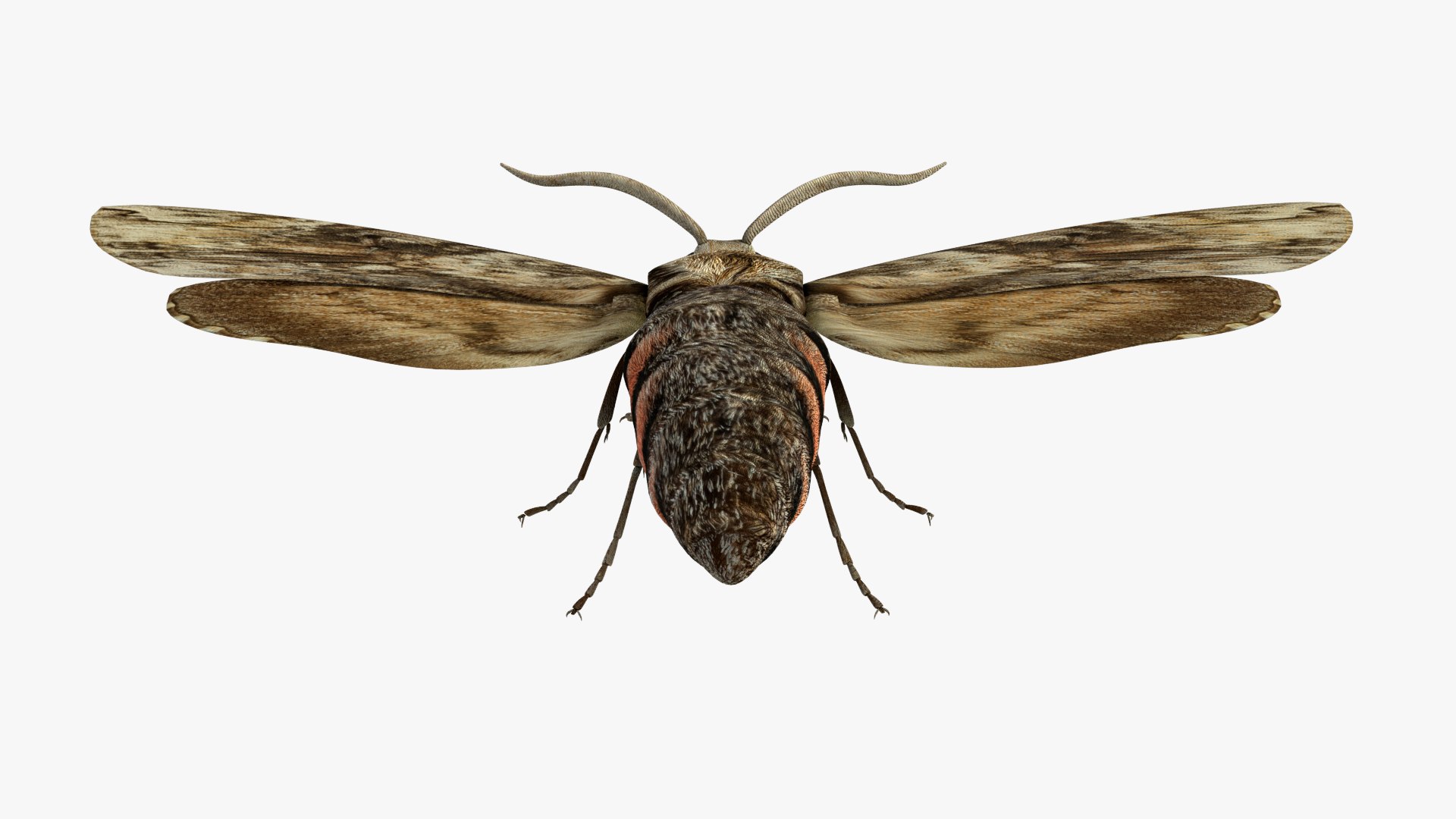 3D MOTH Model - TurboSquid 1880156