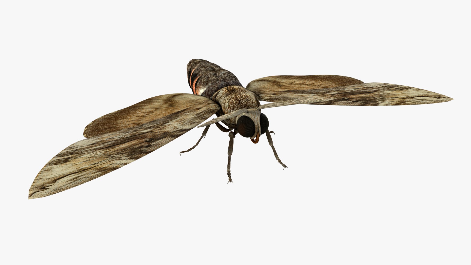 3D MOTH Model - TurboSquid 1880156