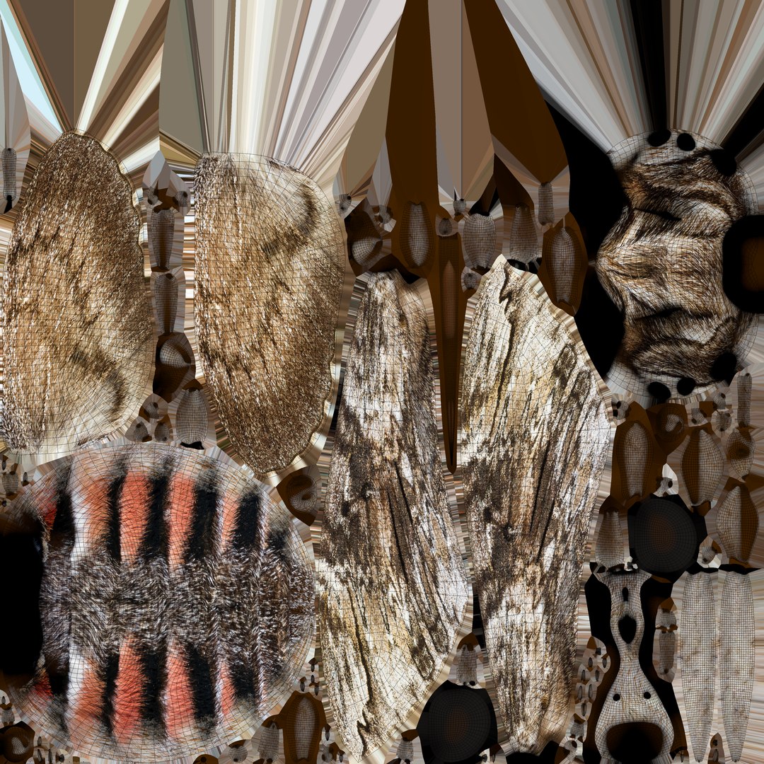 3D MOTH Model - TurboSquid 1880156