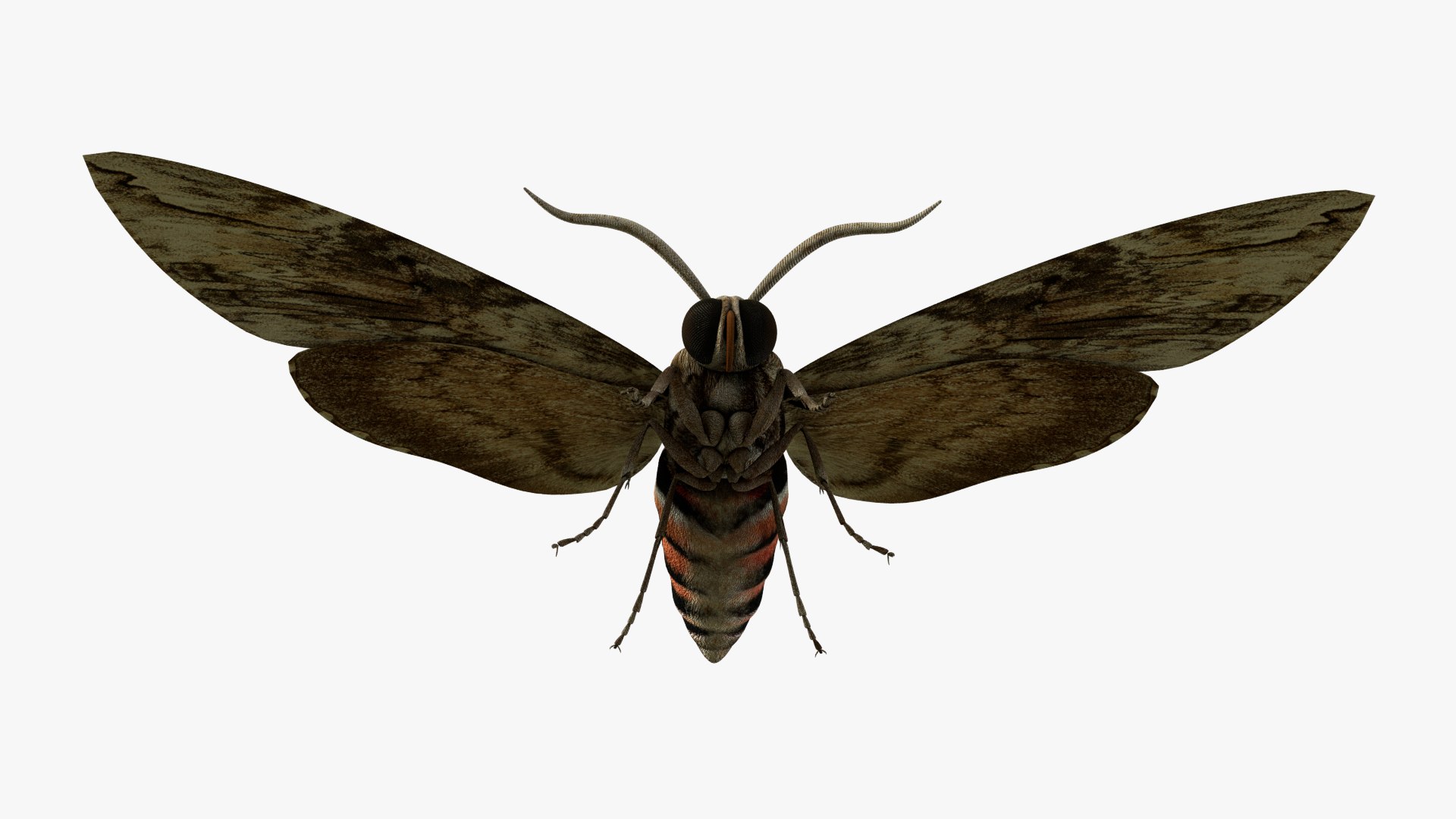 3D MOTH Model - TurboSquid 1880156