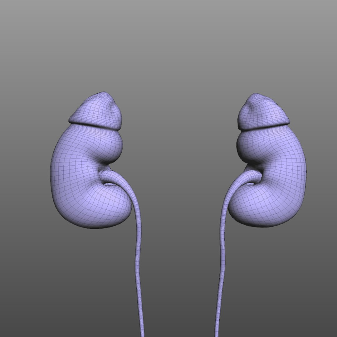 3D Model Human Kidney - TurboSquid 1520216