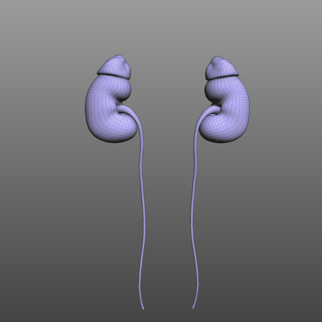 3D model human kidney - TurboSquid 1520216