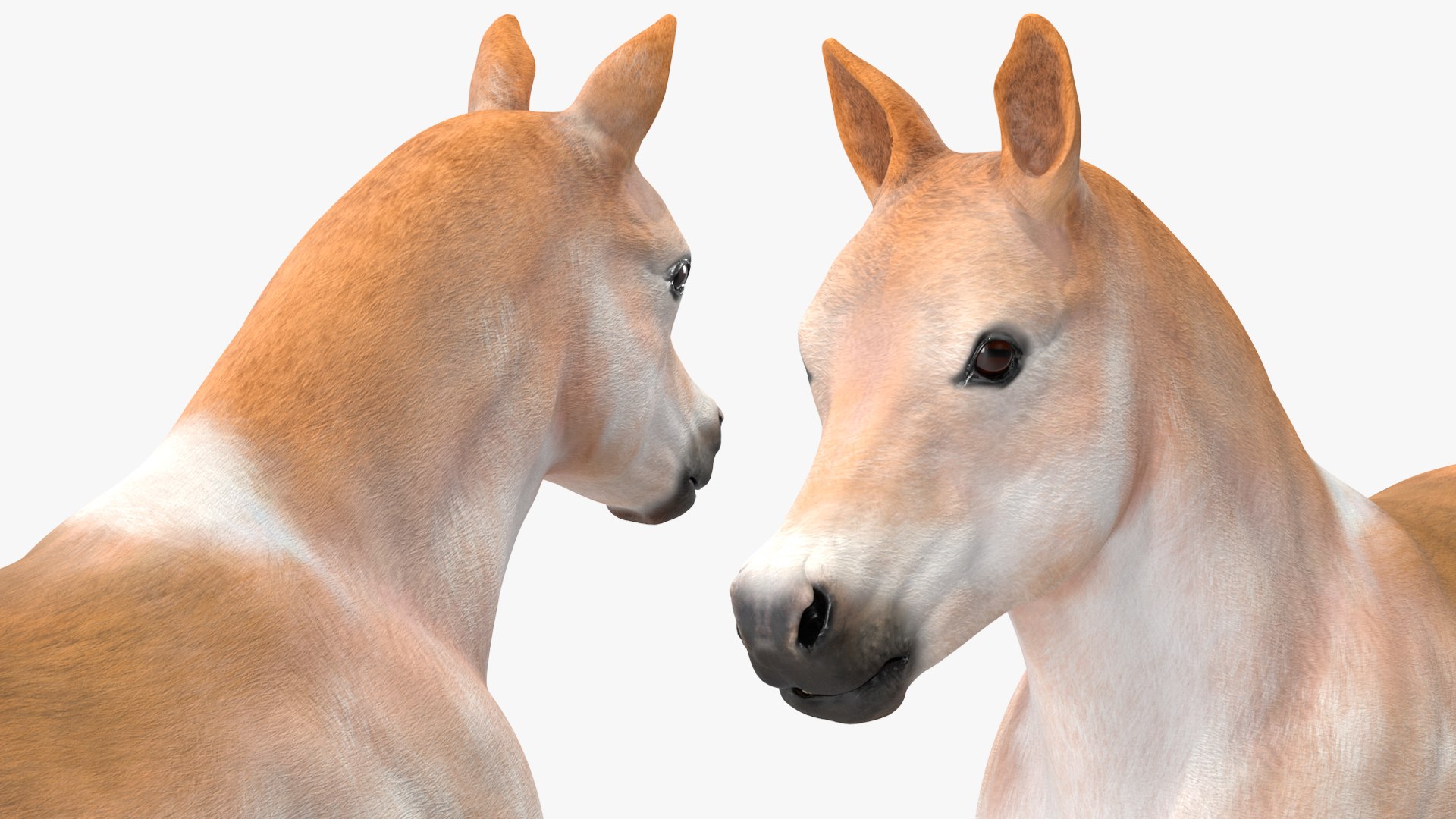 3D Realistic Shetland Pony - TurboSquid 2239776
