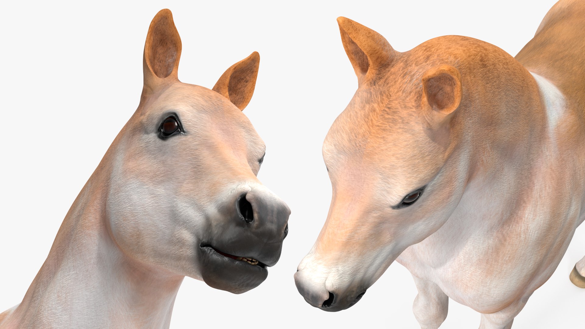 3D Realistic Shetland Pony - TurboSquid 2239776