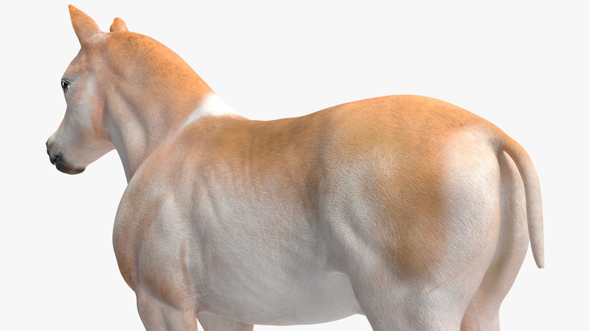 3D Realistic Shetland Pony - TurboSquid 2239776