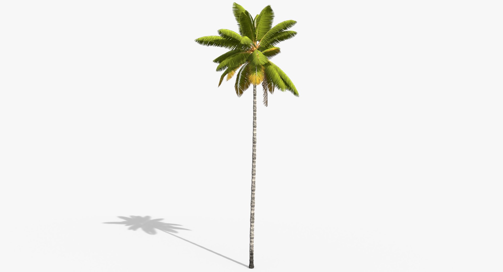 3D Cocos Coconut Palm Tree Tropical Model - TurboSquid 1279464