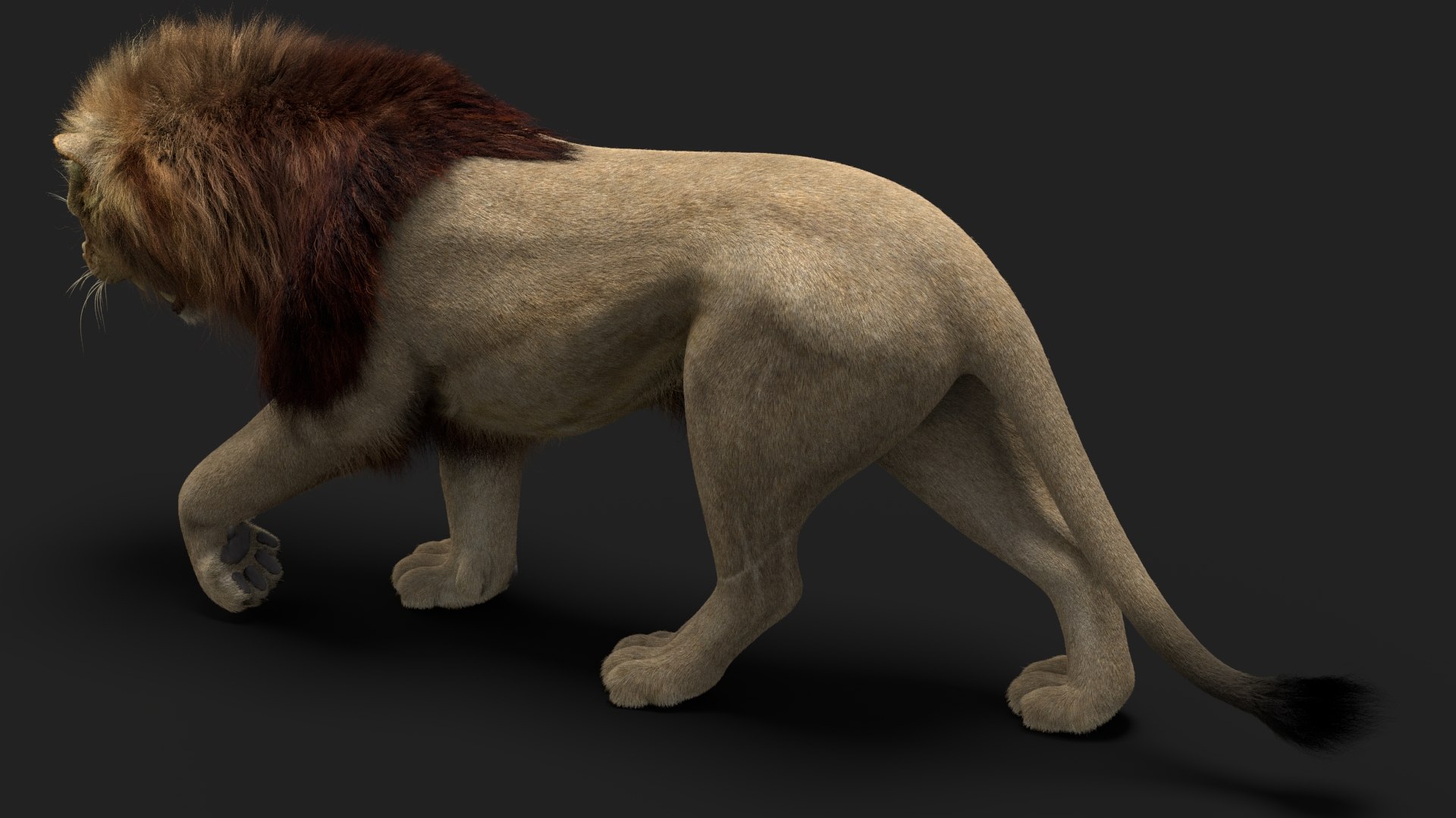 3D model photo realistic lion 3 - TurboSquid 1478791