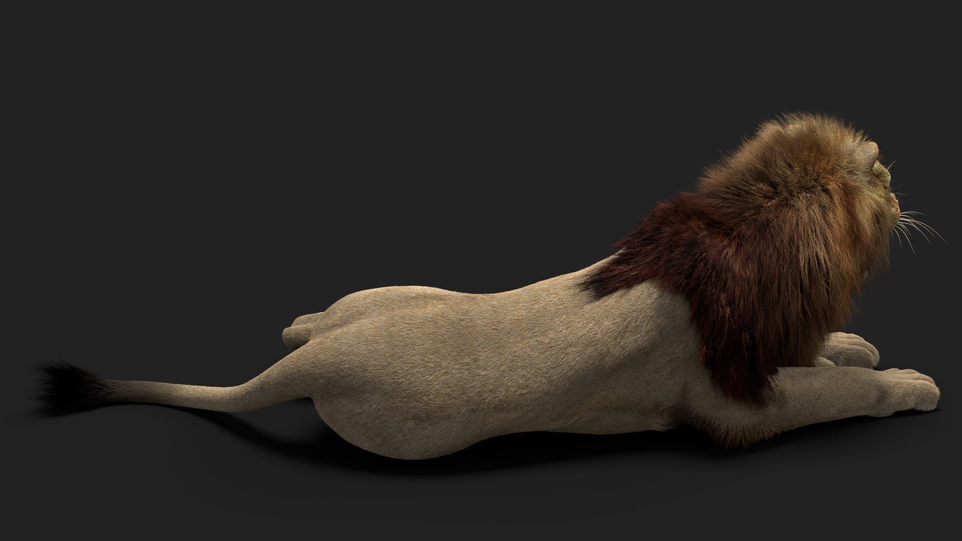 3D model photo realistic lion 3 - TurboSquid 1478791