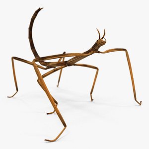 3D Stick Insect Models - Browse & Download Formats - TurboSquid