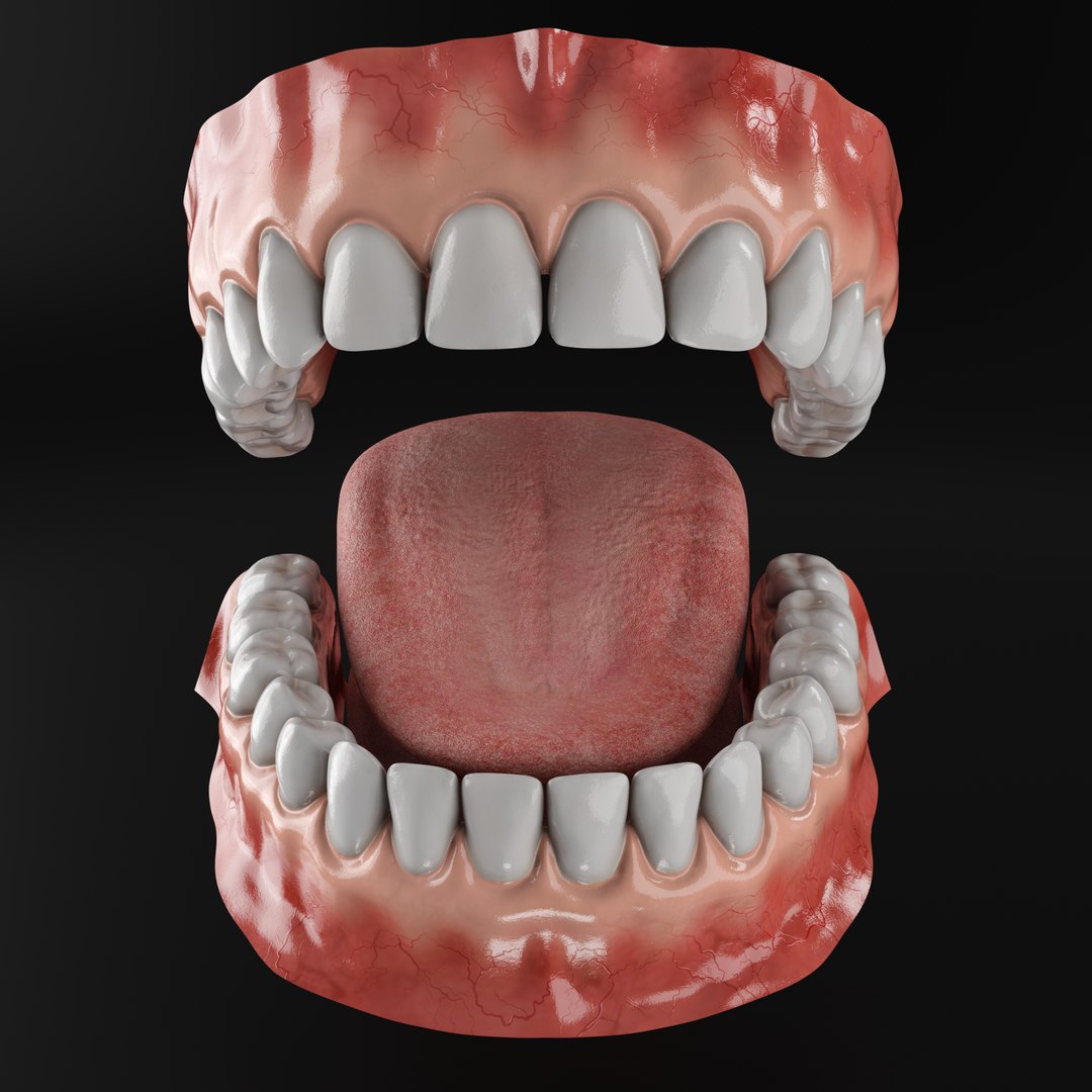 Realistic Rigged Mouth With Gums Teeth And Tongue 3D Model - TurboSquid ...