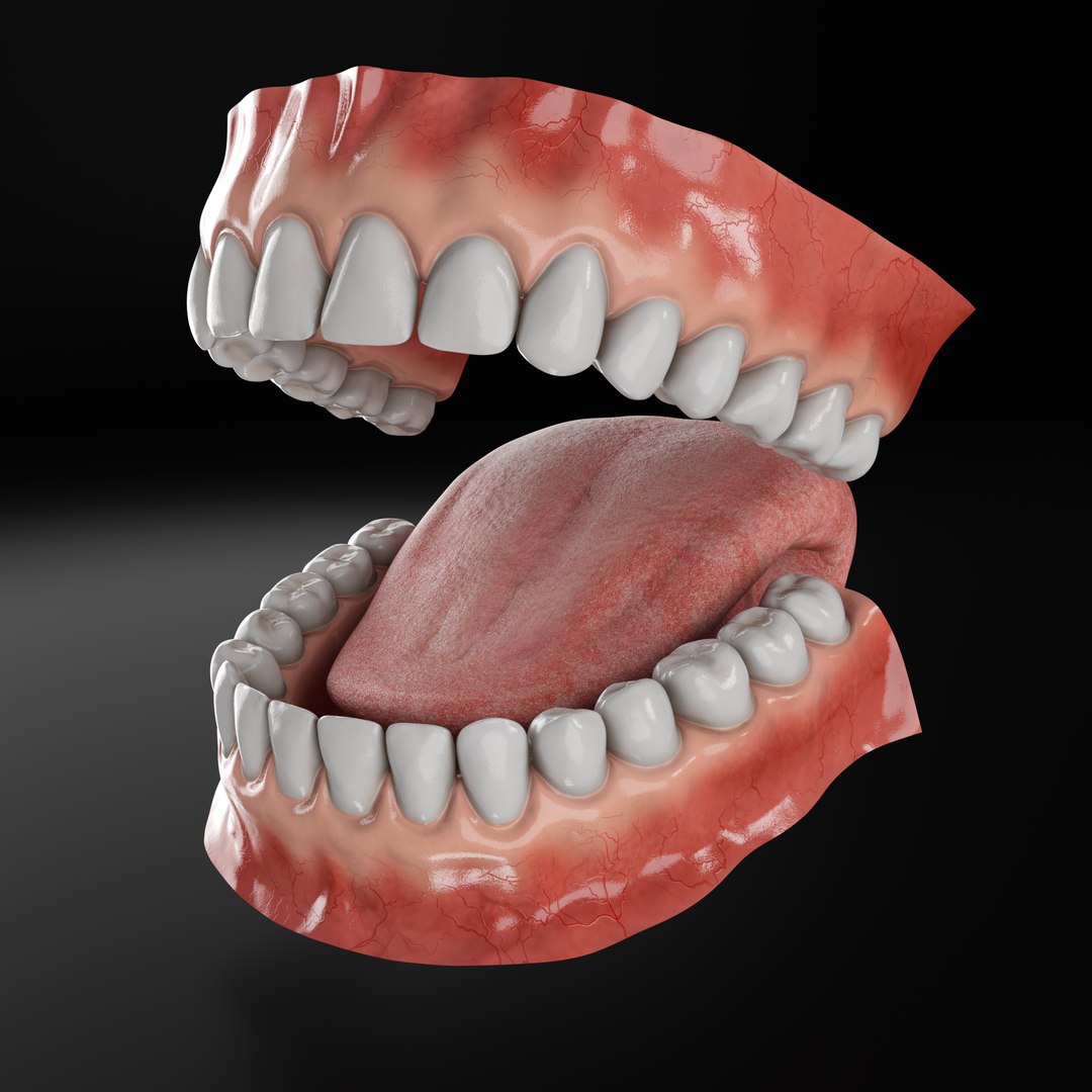 Realistic Rigged Mouth With Gums Teeth And Tongue 3D Model - TurboSquid ...