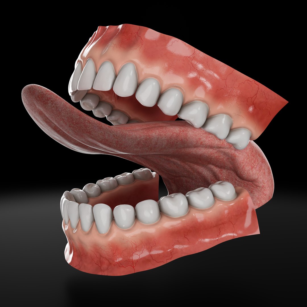 Realistic Rigged Mouth With Gums Teeth And Tongue 3D Model - TurboSquid ...