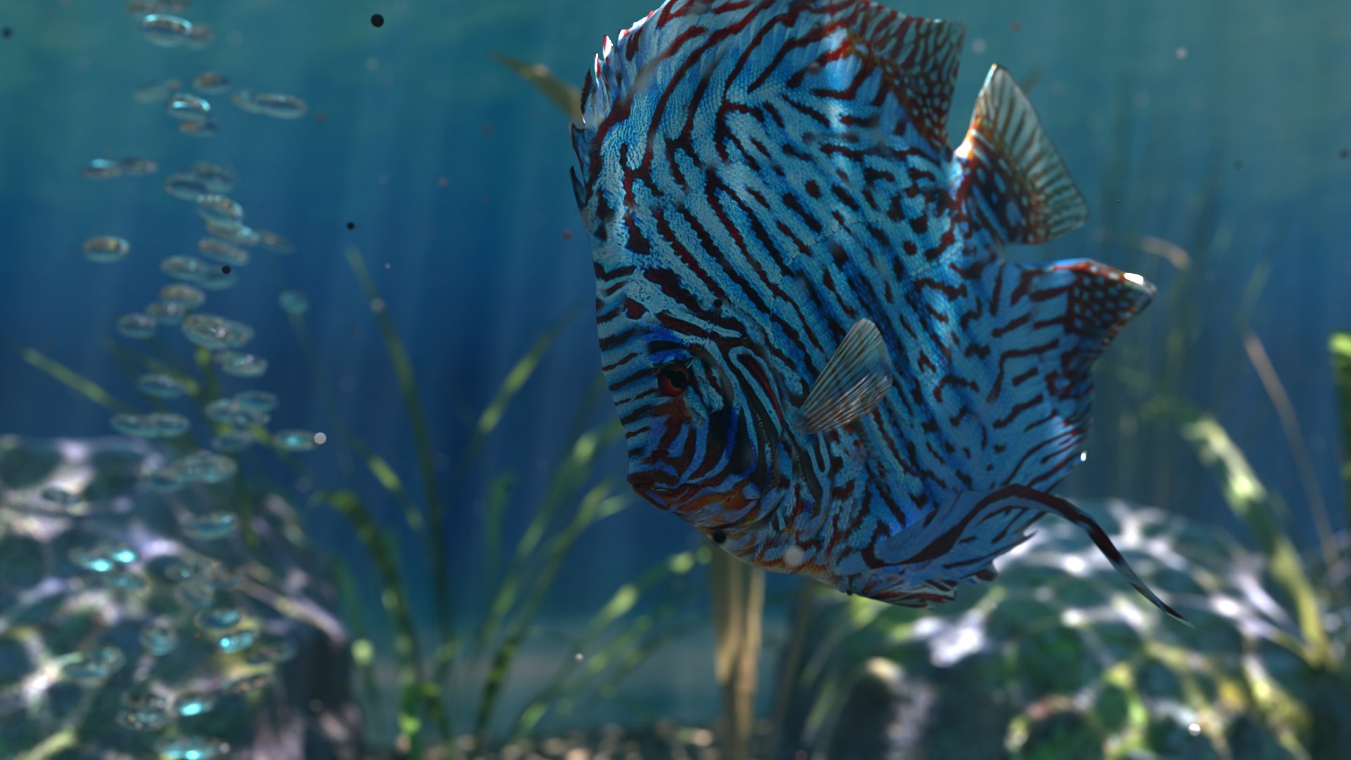 3D Discus Turquaz - TurboSquid 2222465