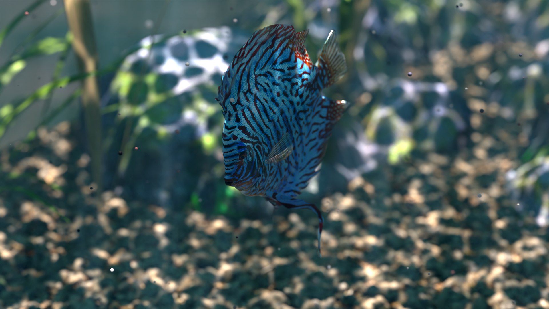 3D Discus Turquaz - TurboSquid 2222465