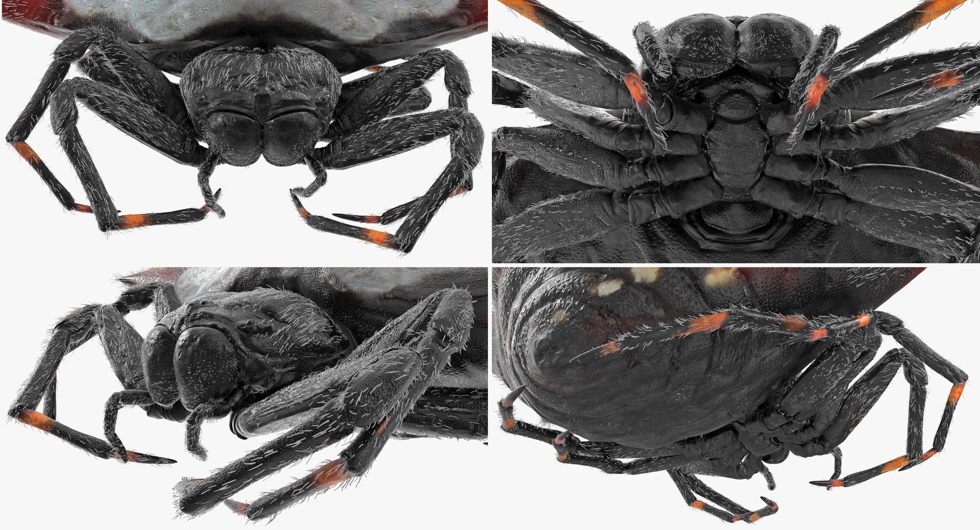 3D Gasteracantha Spider Fur - TurboSquid 1168001