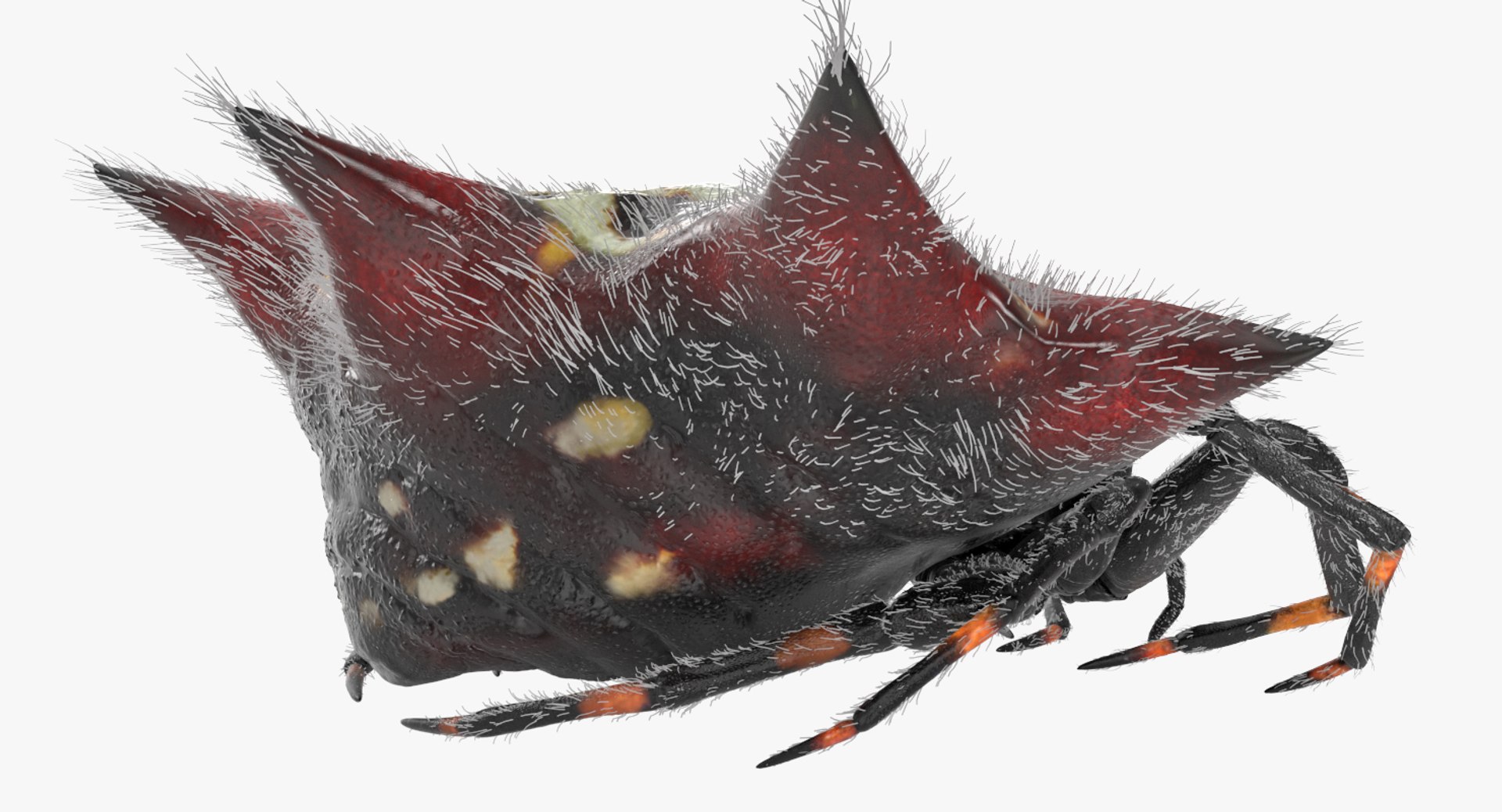 3D Gasteracantha Spider Fur - TurboSquid 1168001
