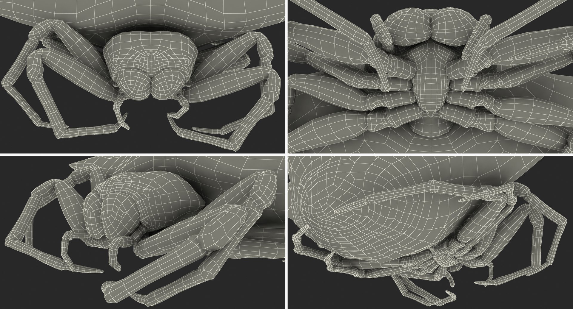 3D Gasteracantha Spider Fur - TurboSquid 1168001