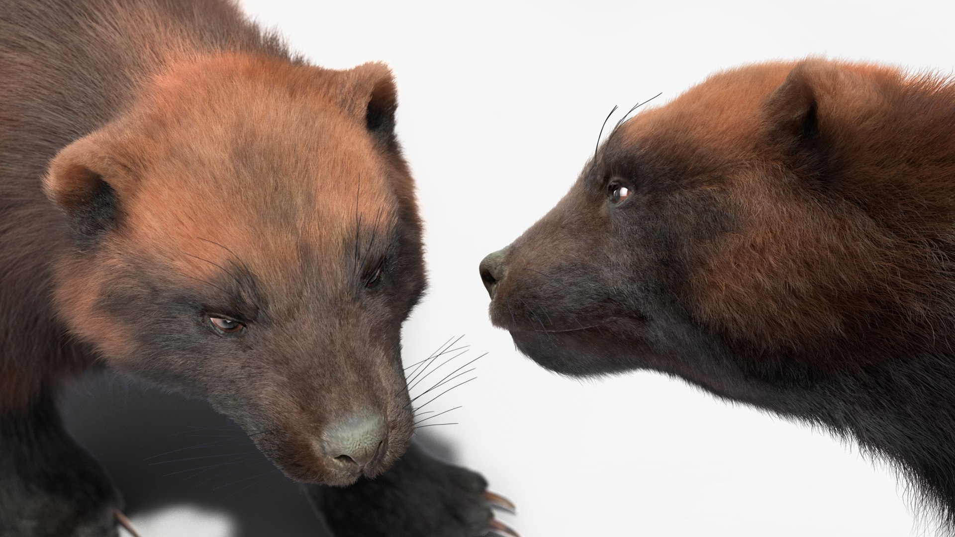 Wolverine Dark Color Walking Pose Fur 3D Model - TurboSquid 2157511