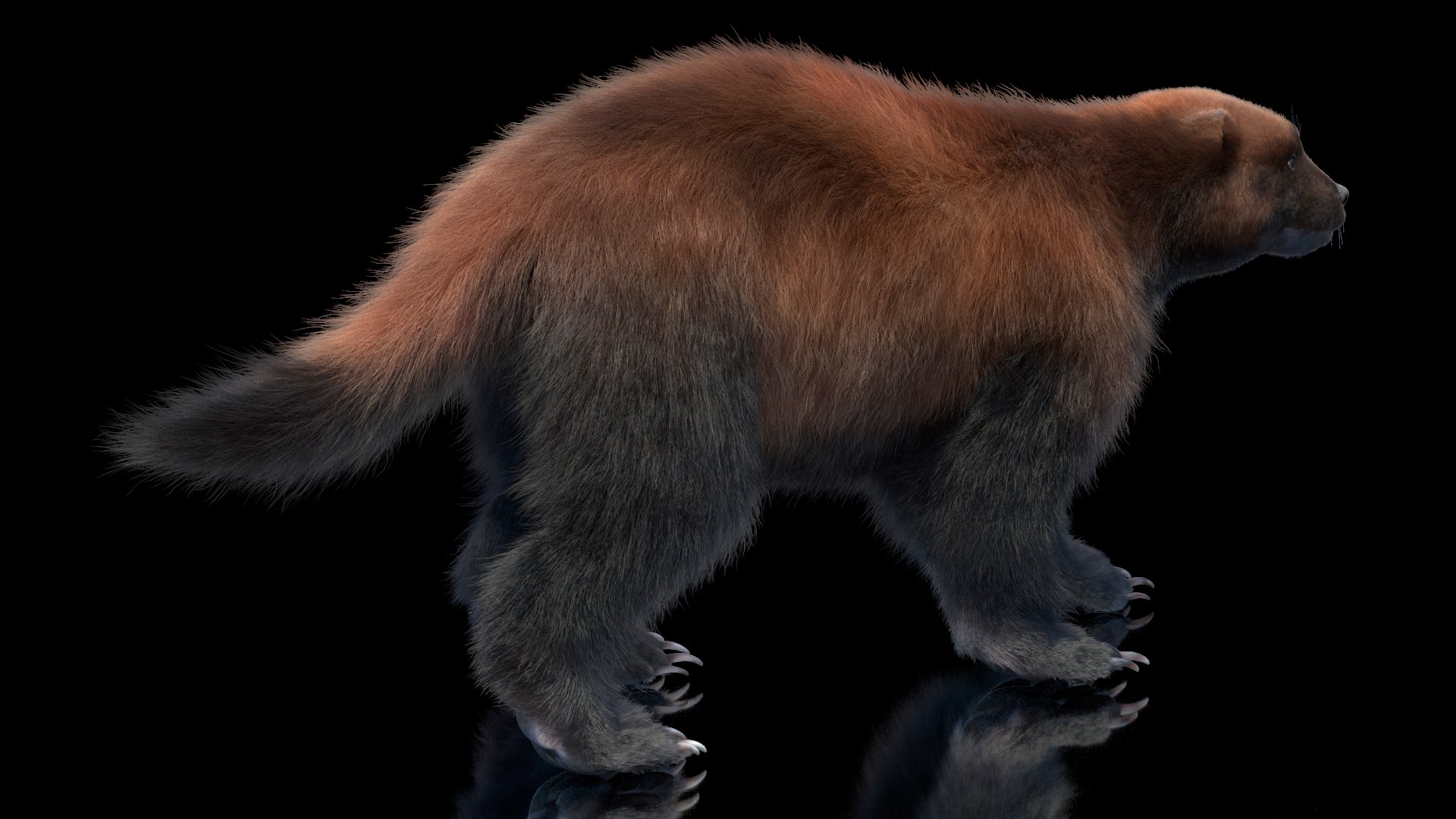 Wolverine Dark Color Walking Pose Fur 3D Model - TurboSquid 2157511