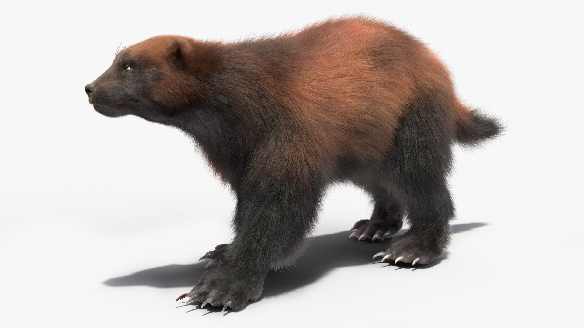 Wolverine Dark Color Walking Pose Fur 3D Model - TurboSquid 2157511