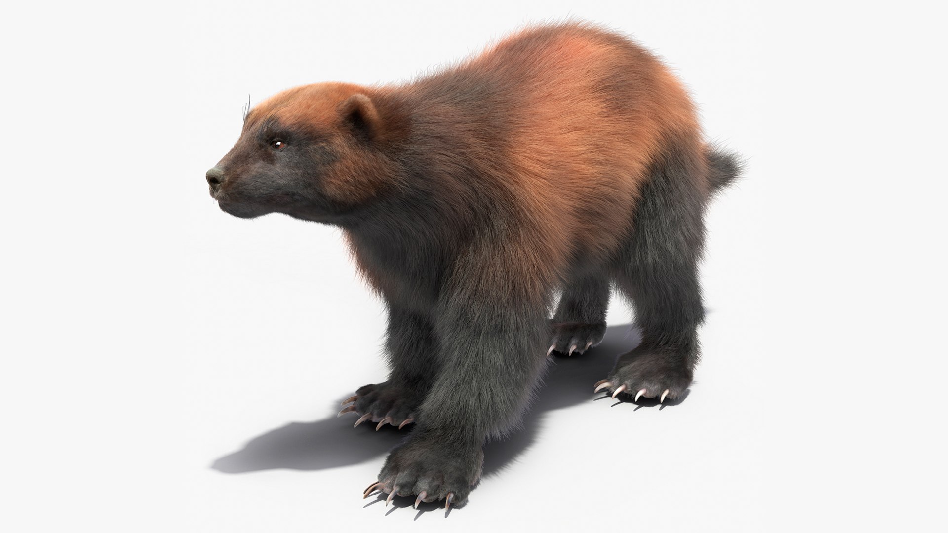 Wolverine Dark Color Walking Pose Fur 3D Model - TurboSquid 2157511